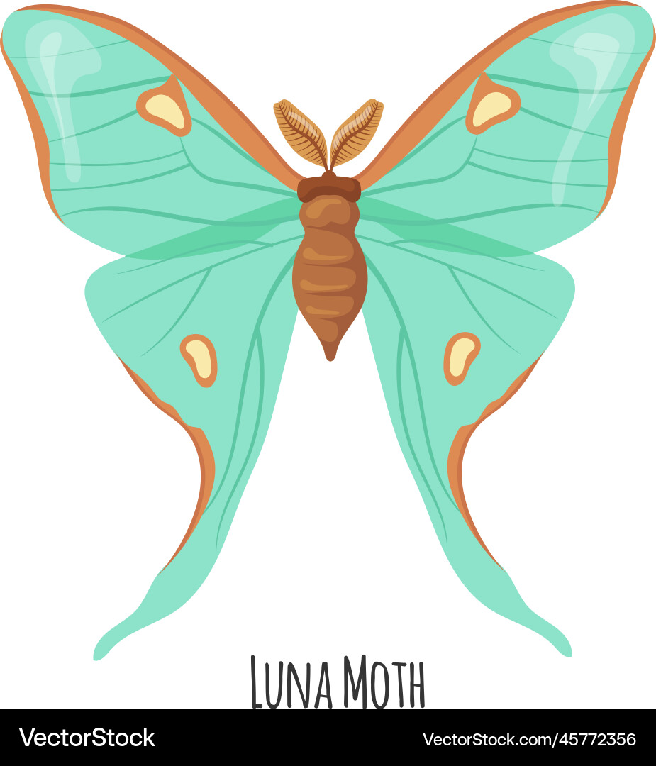 Luna moth summer flying animal winged insect Vector Image
