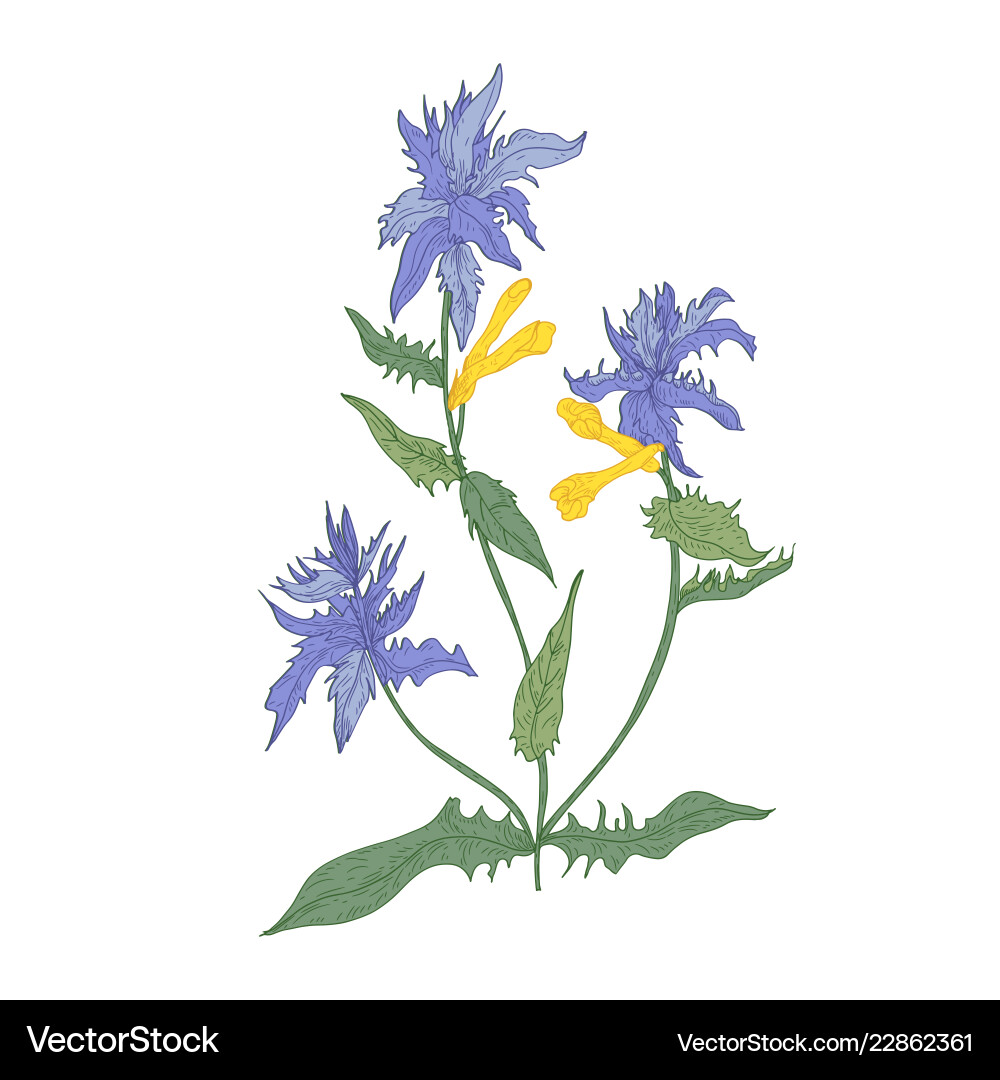 Cow wheat flowers isolated on white background Vector Image