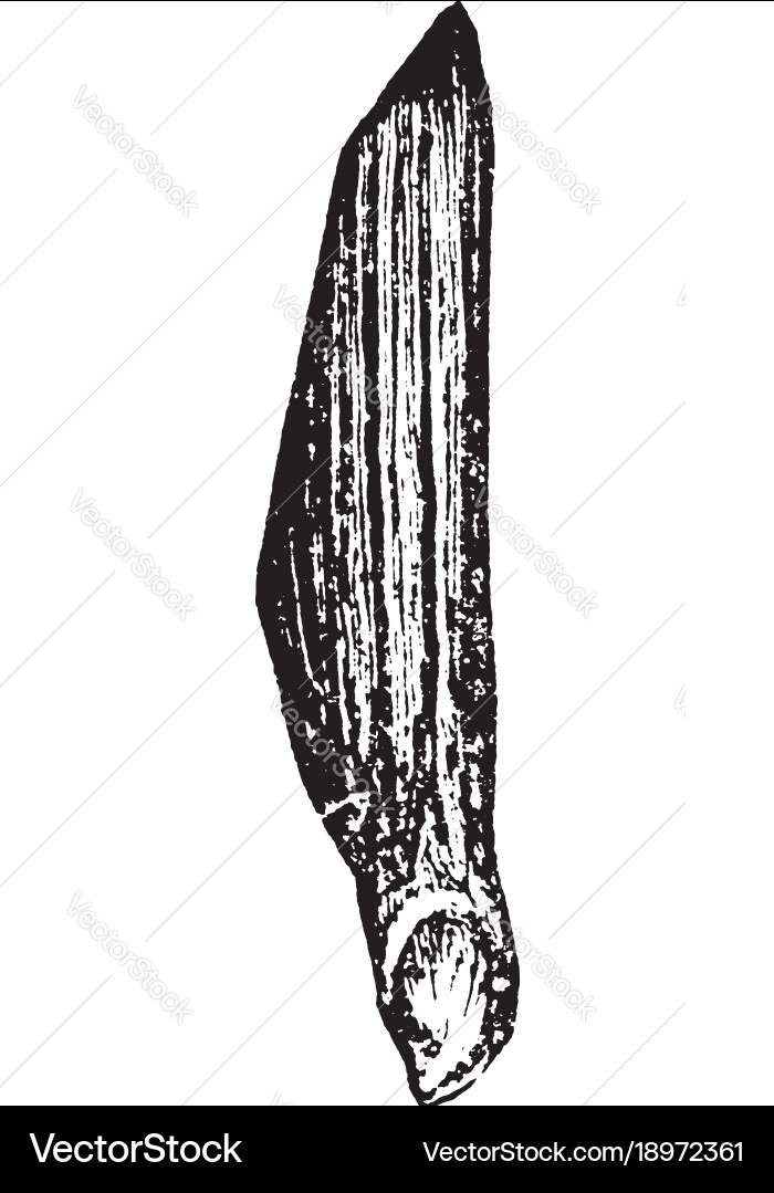 Cuban pine pinus cubensis griseb two-thirds Vector Image