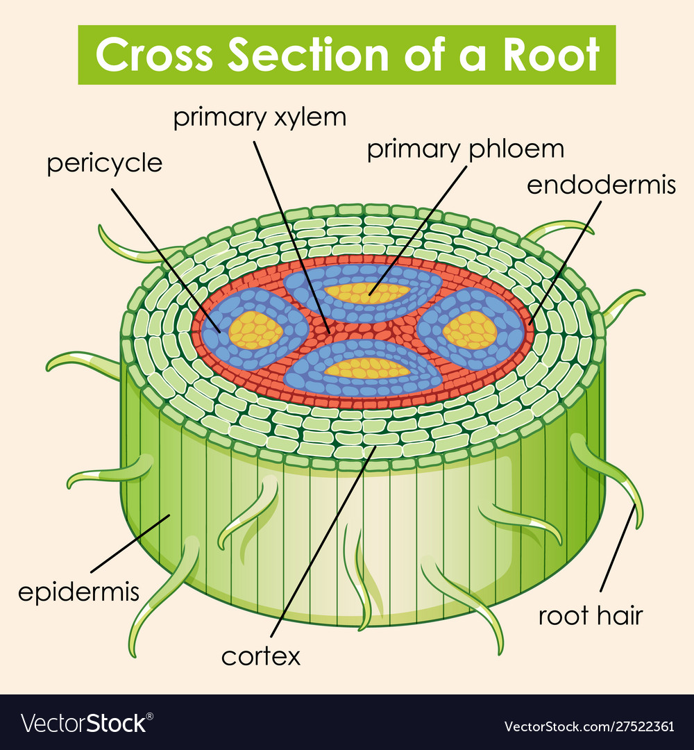 Diagram Showing Cross Section A Root Royalty Free Vector