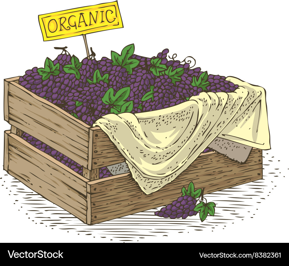 Wooden box with ripe grapes Royalty Free Vector Image