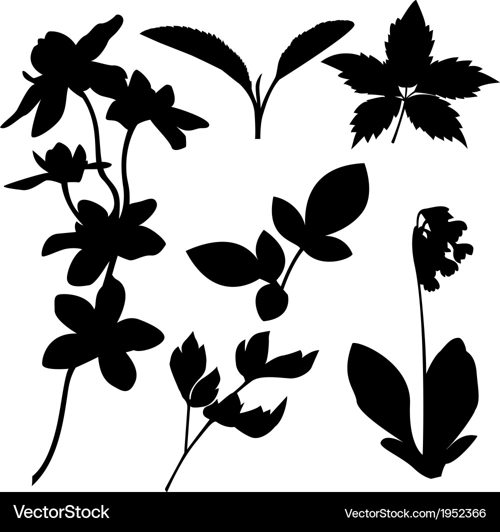 Set of botanical silhouettes Royalty Free Vector Image