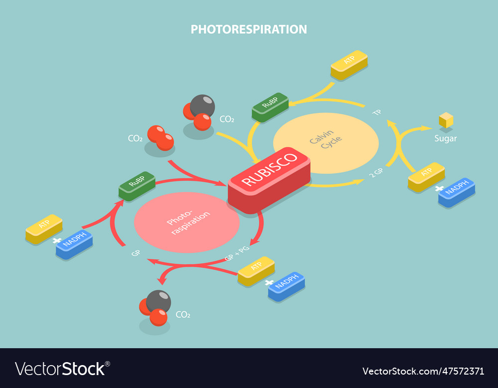 3d isometric flat conceptual Royalty Free Vector Image