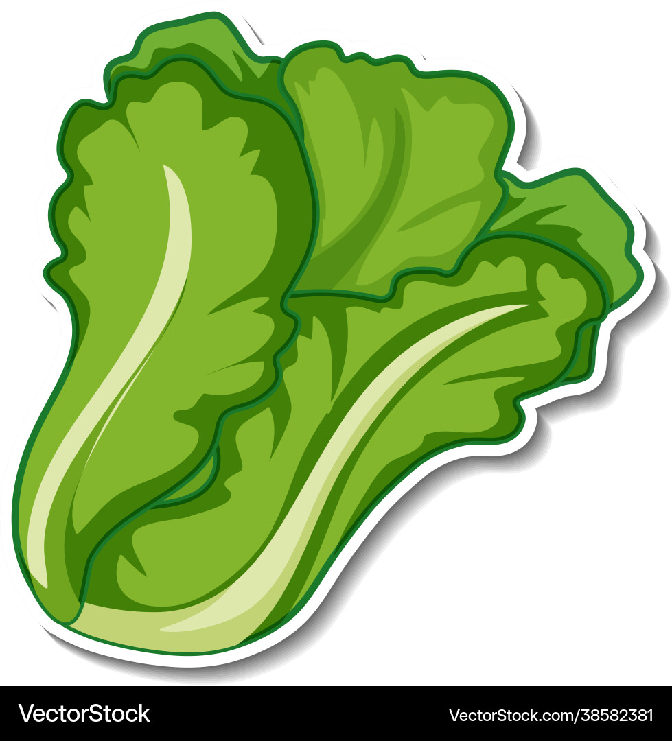 Lettuce sticker on white background Royalty Free Vector