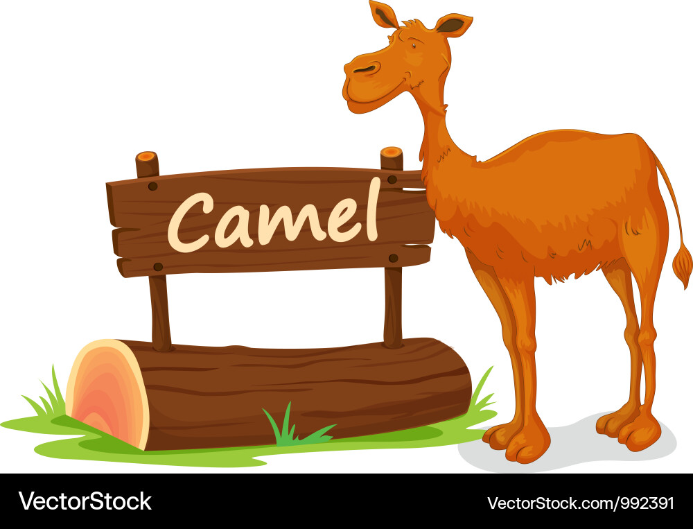 Cartoon zoo camel sign Royalty Free Vector Image