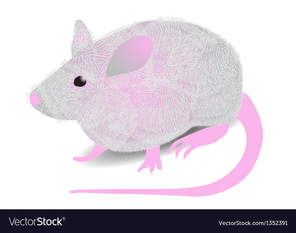 Gray mouse Royalty Free Vector Image - VectorStock
