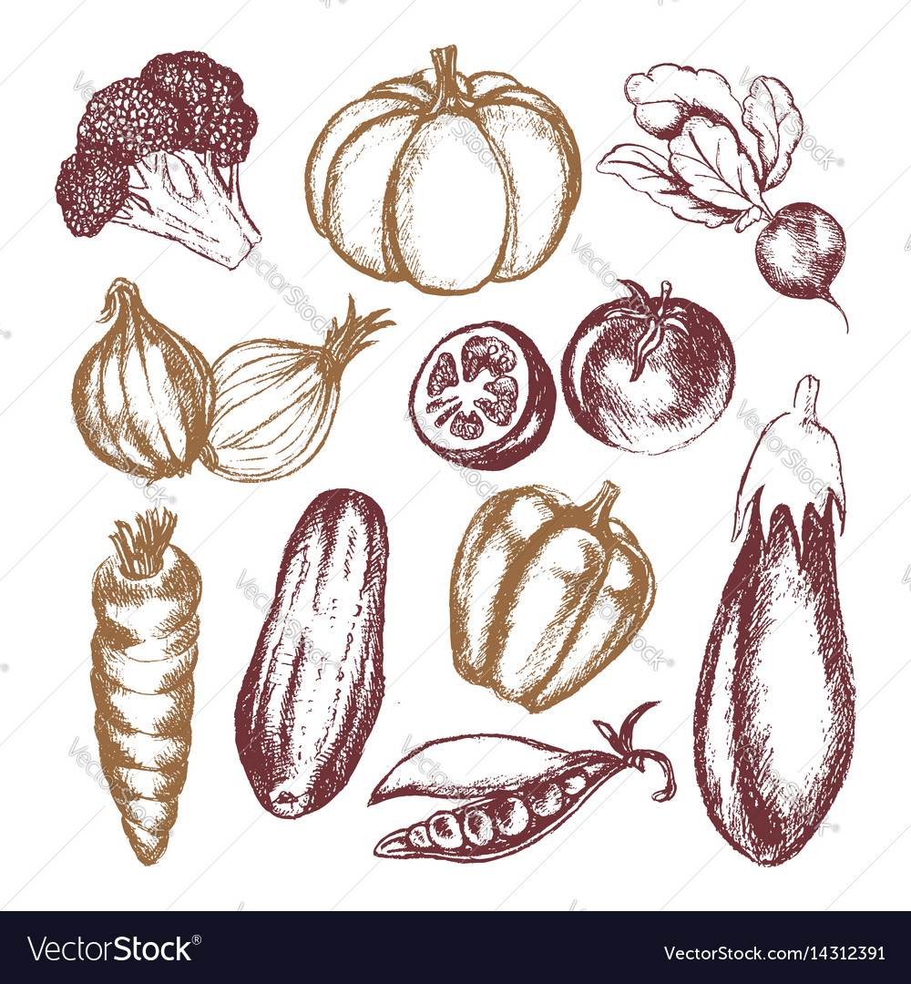 Vegetables - colored hand drawn Royalty Free Vector Image