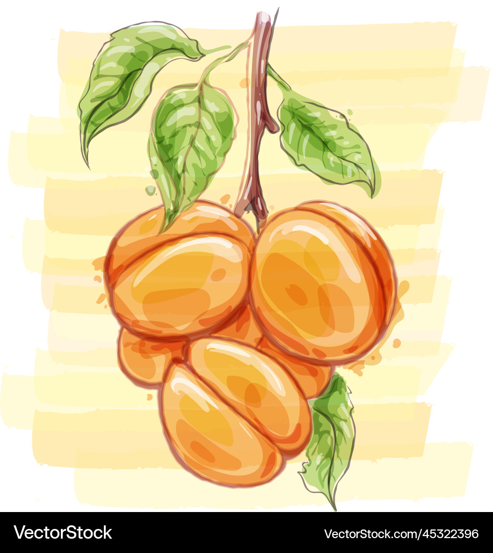 Apricots watercolor sketch Royalty Free Vector Image