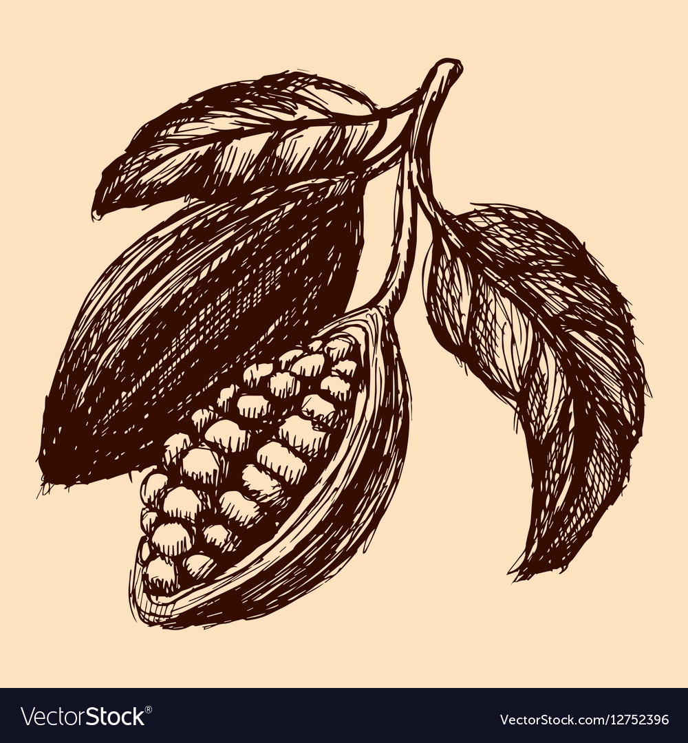 Cocoa hand drawn sketch Royalty Free Vector Image Cocoa hand drawn sketch Royalty Free Vector Image
