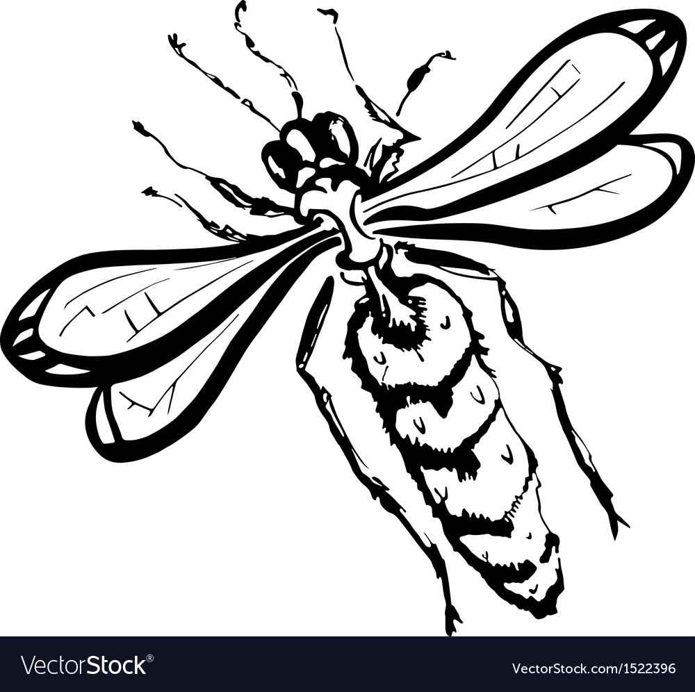 Wasp Royalty Free Vector Image - VectorStock