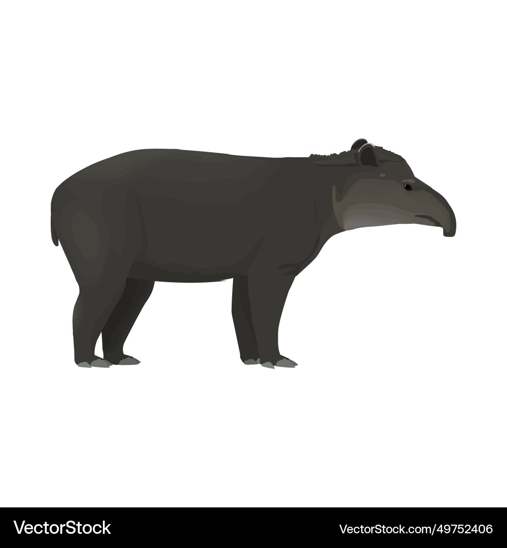 Tapirus terrestris - south american Royalty Free Vector