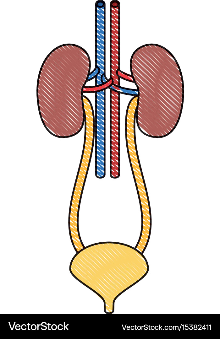 Color crayon realistic silhouette renal system Vector Image