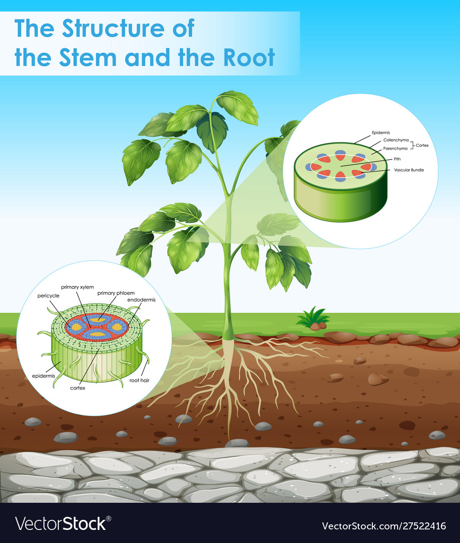 Diagram showing structure stem and root Royalty Free Vector