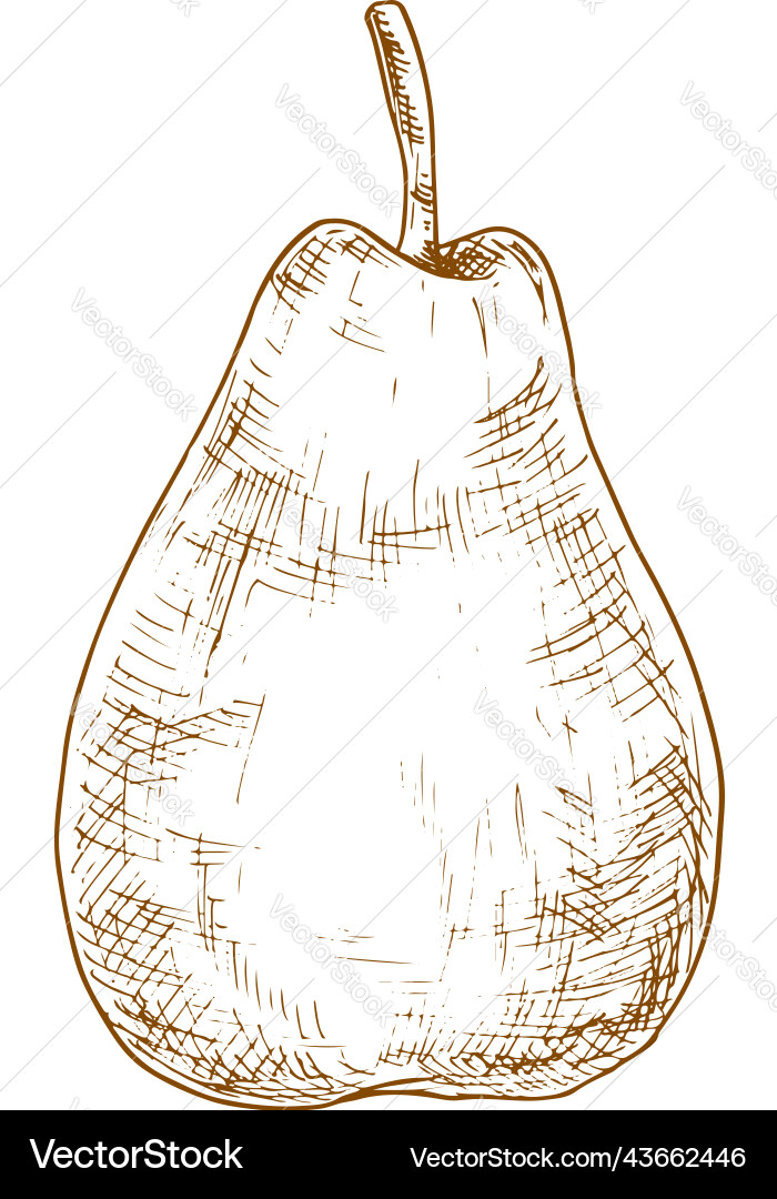 Pear fruit isolated sketch organic food Royalty Free Vector