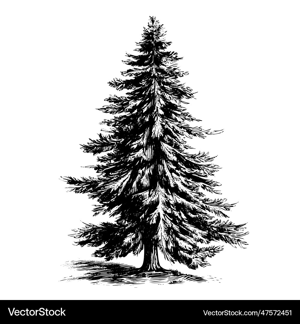 Spruce drawing isolated hand drawn engraved style Vector Image