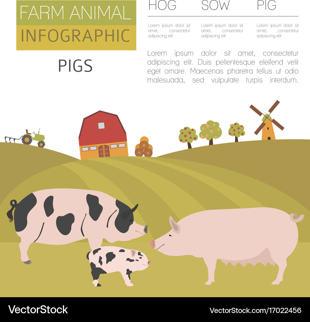Pig farming infographic template hog sow Vector Image