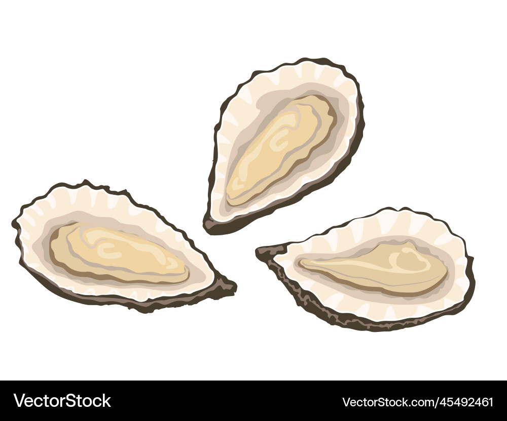 Isolated cartoon oyster on a white background Vector Image