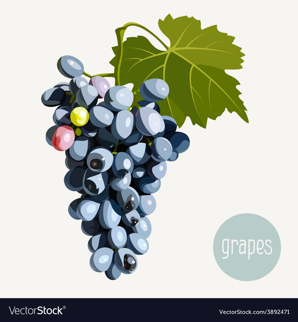 Grapes Royalty Free Vector Image - VectorStock