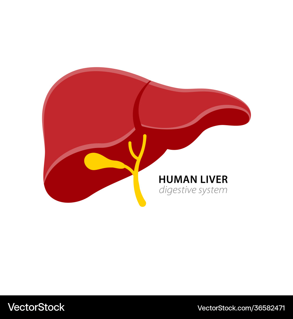 Realistic liver anatomy hepatic system organ Vector Image