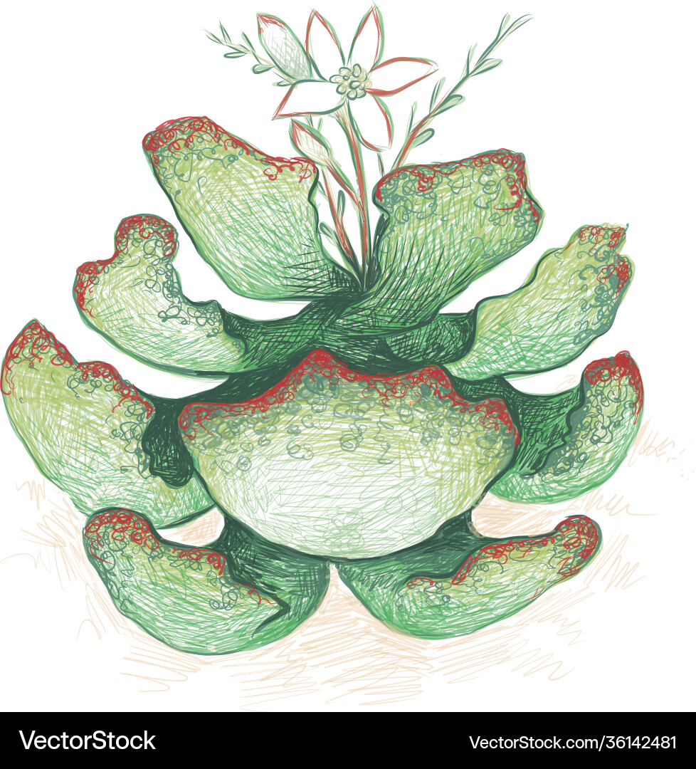 Hand drawn sketch adromischus maculatus succule Vector Image