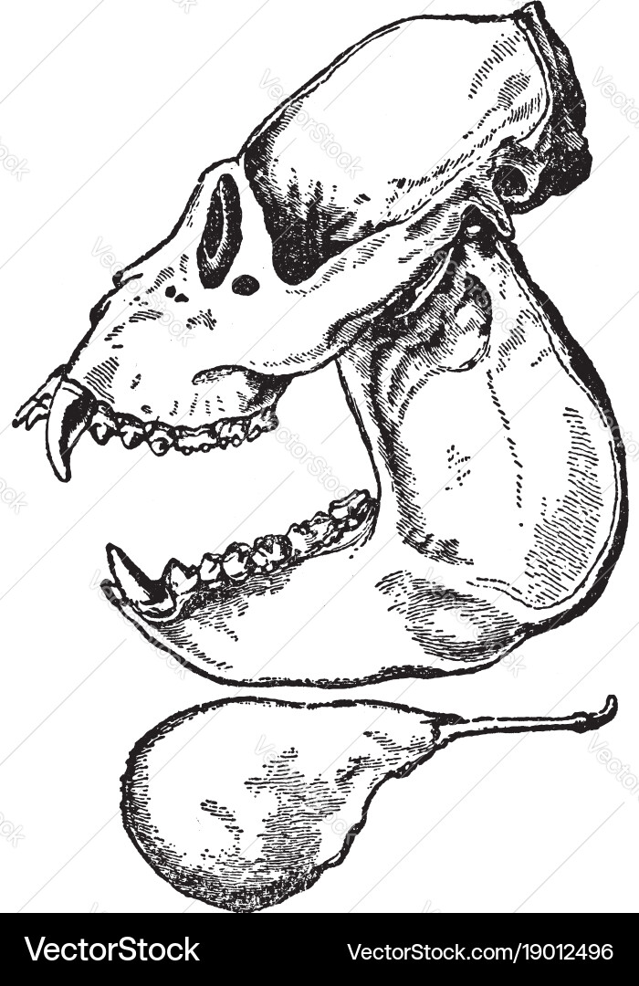 Side view of howler monkey vintage Royalty Free Vector Image