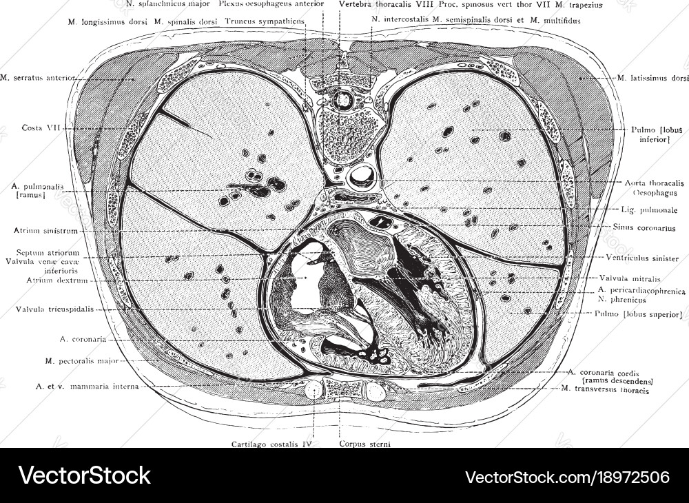 Cross section of the trunk exposing Royalty Free Vector