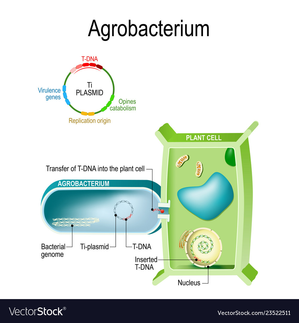 Agrobacterium insertion segment dna from a Vector Image Agrobacterium insertion segment dna from a Vector Image