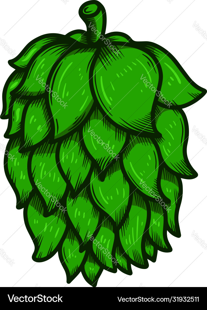 Beer hop in engraving style design element Vector Image