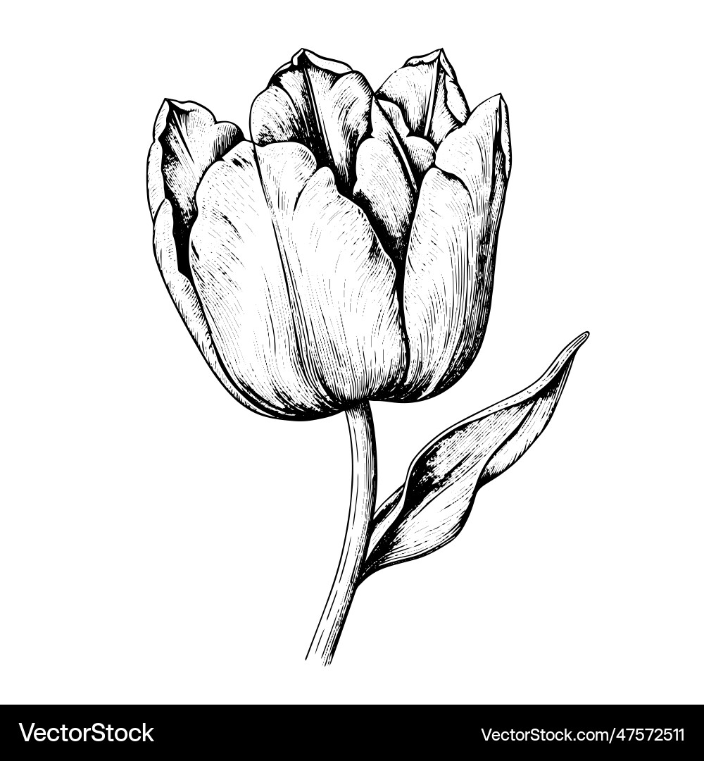 Tulip drawing isolated hand drawn engraved style Vector Image