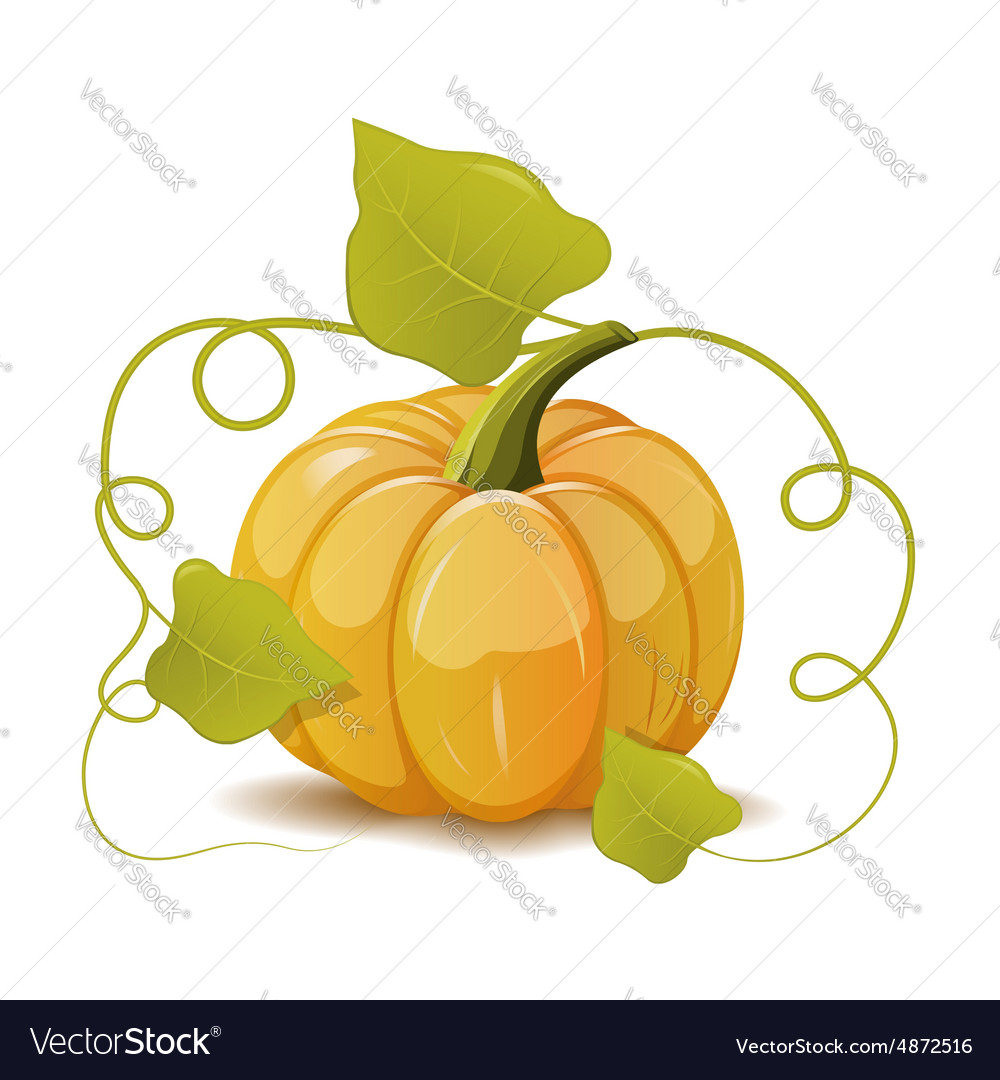 Pumpkin Royalty Free Vector Image - VectorStock