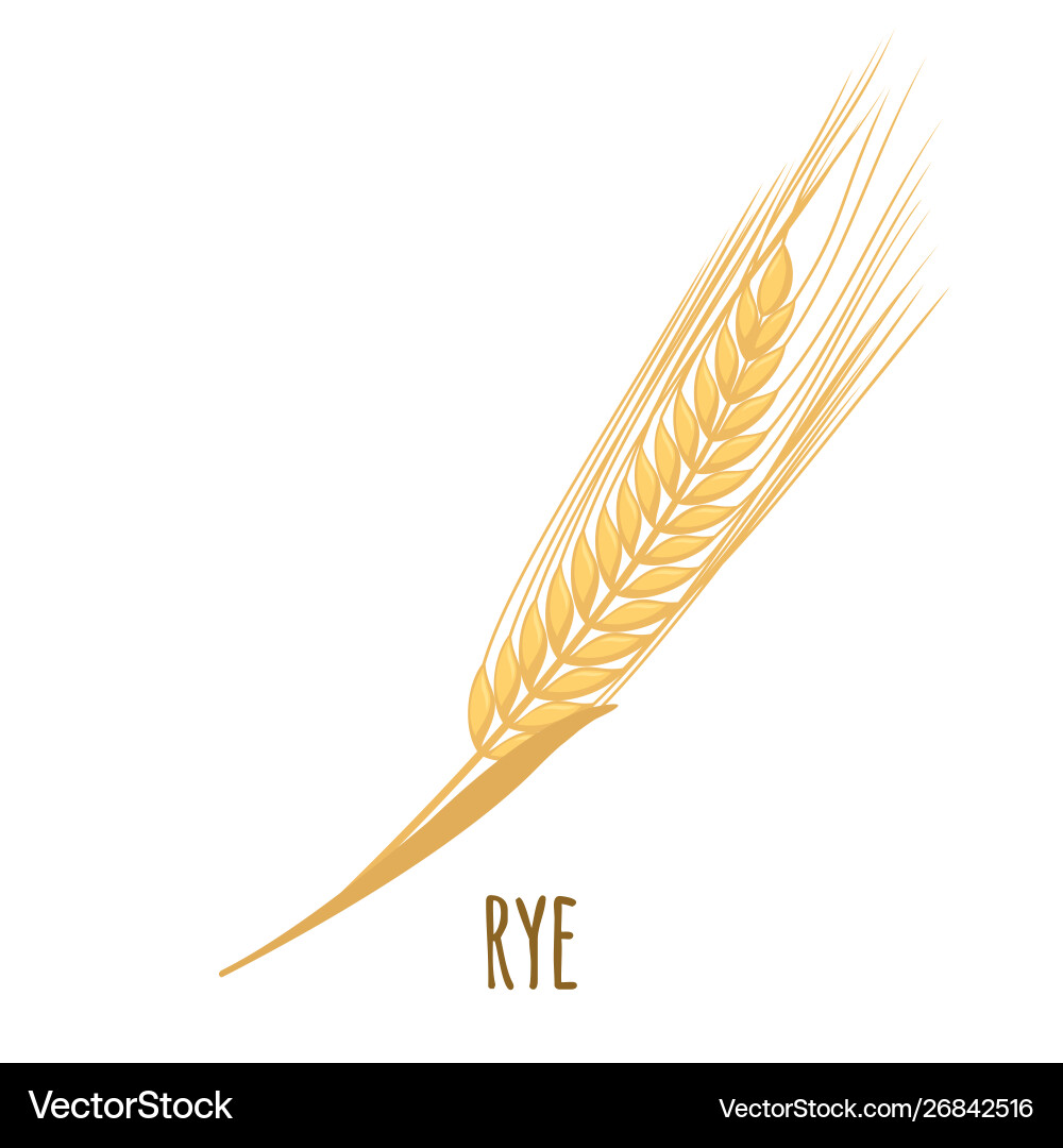 Rye or wheat ear with grains isolated on white Vector Image