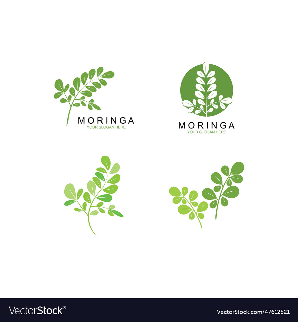 Moringa leaf template Royalty Free Vector Image