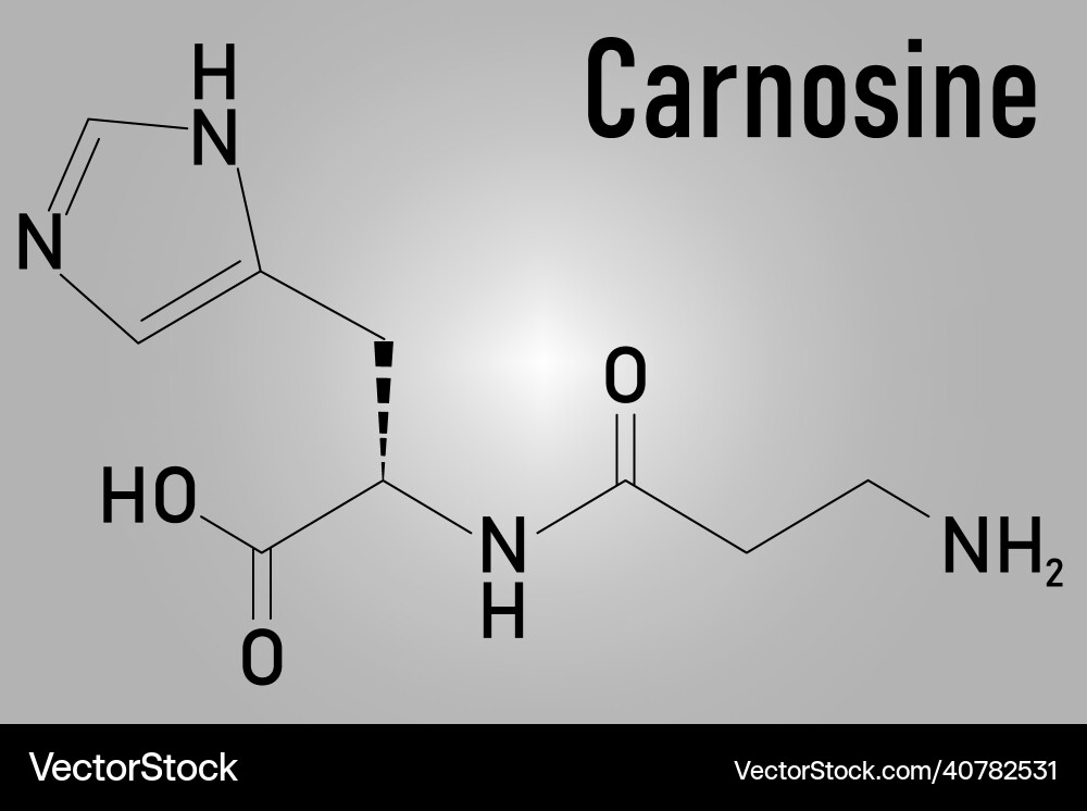Carnosine food supplem molecule skeletal formula Vector Image