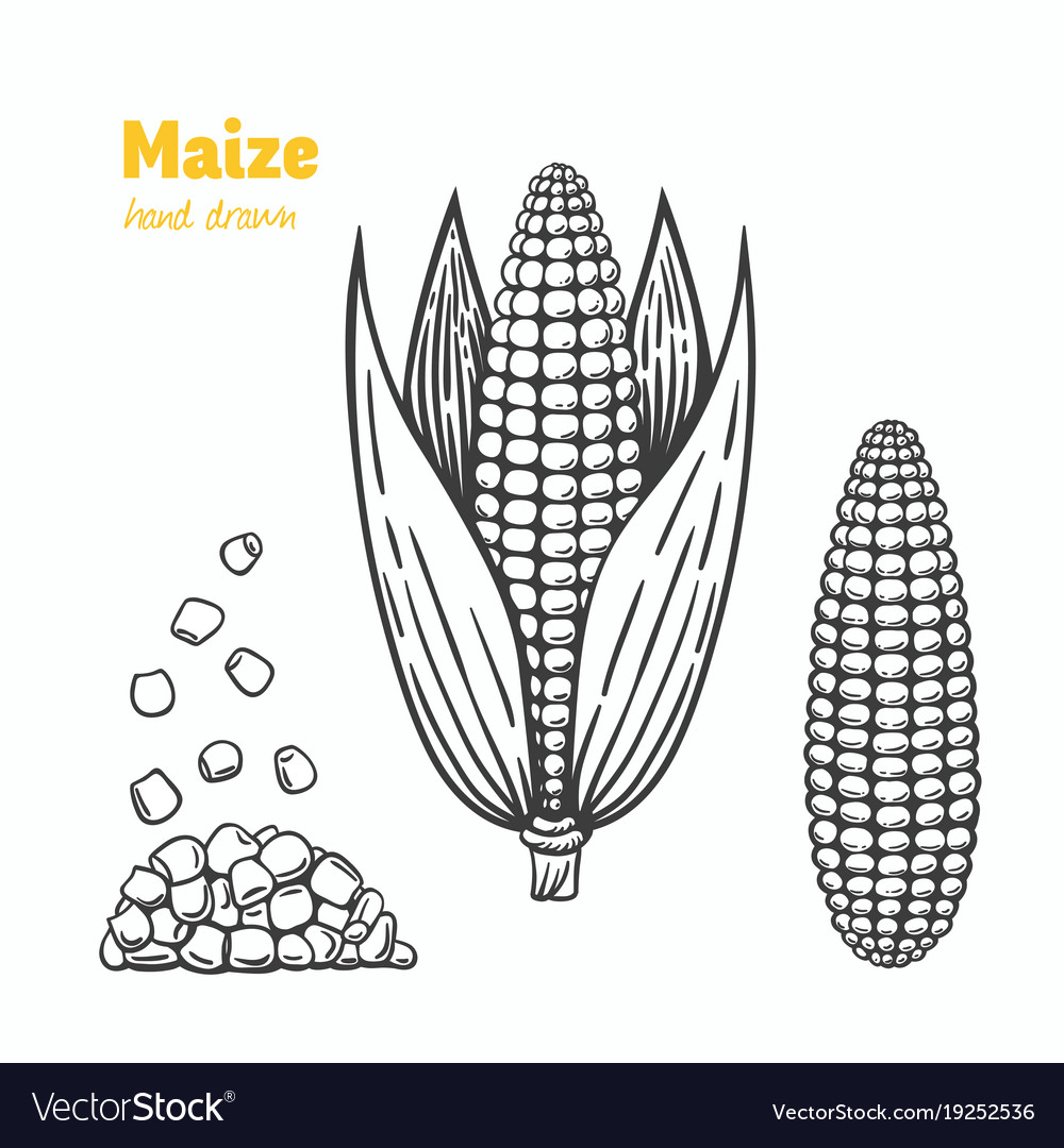Maize hand drawn Royalty Free Vector Image - VectorStock