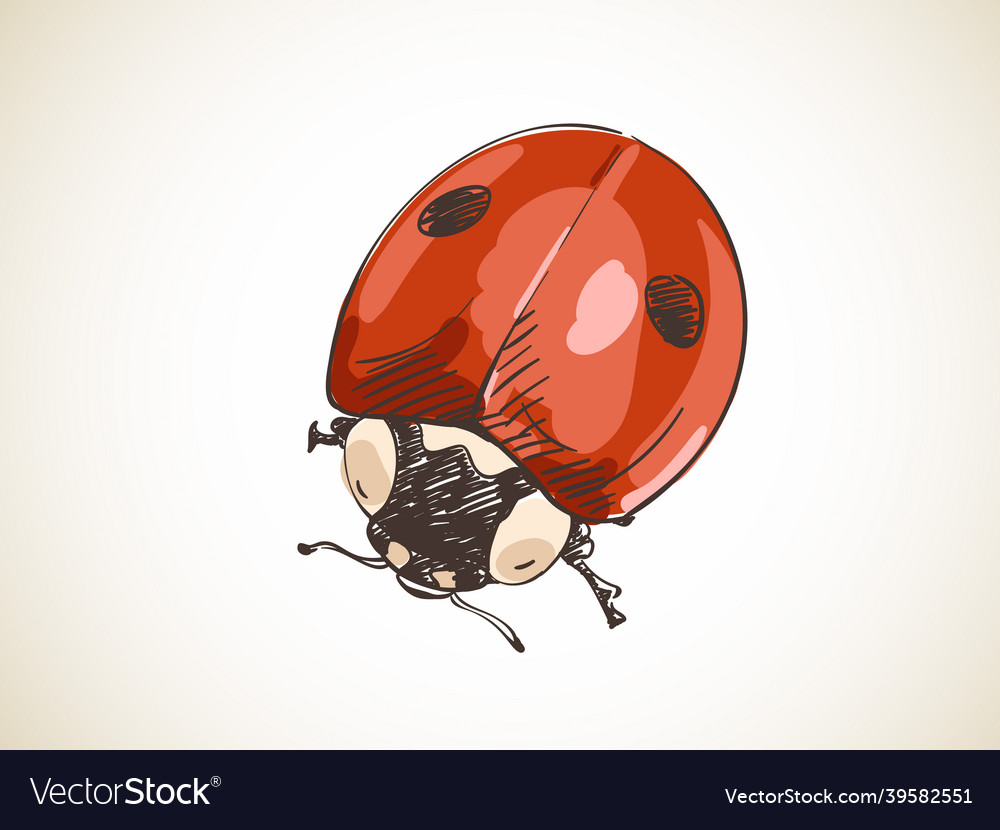Ladybug Royalty Free Vector Image - VectorStock