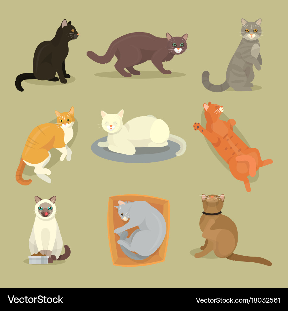 Different cat breeds cute kitty pet cartoon Vector Image