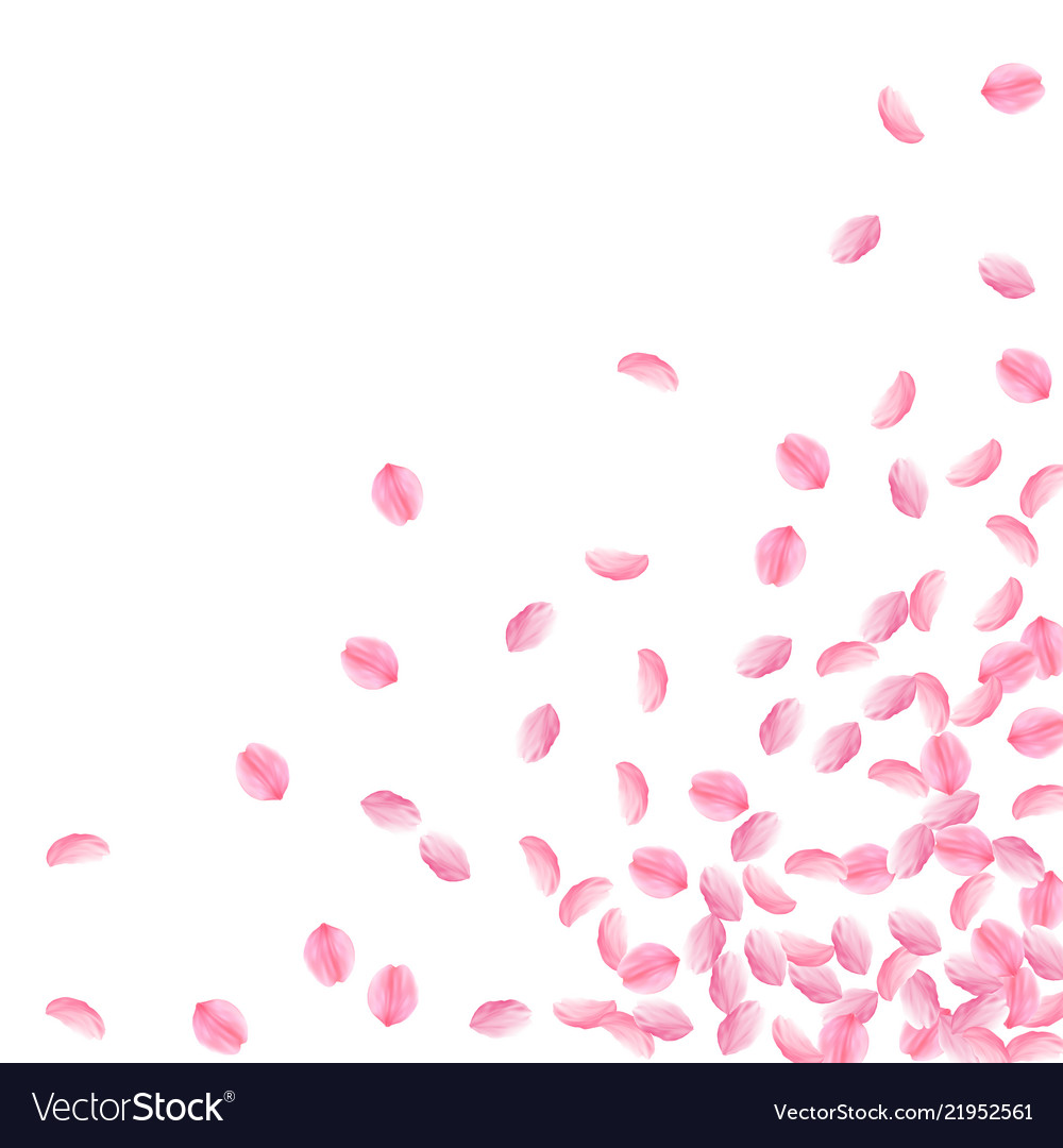 Sakura petals falling down Royalty Free Vector Image