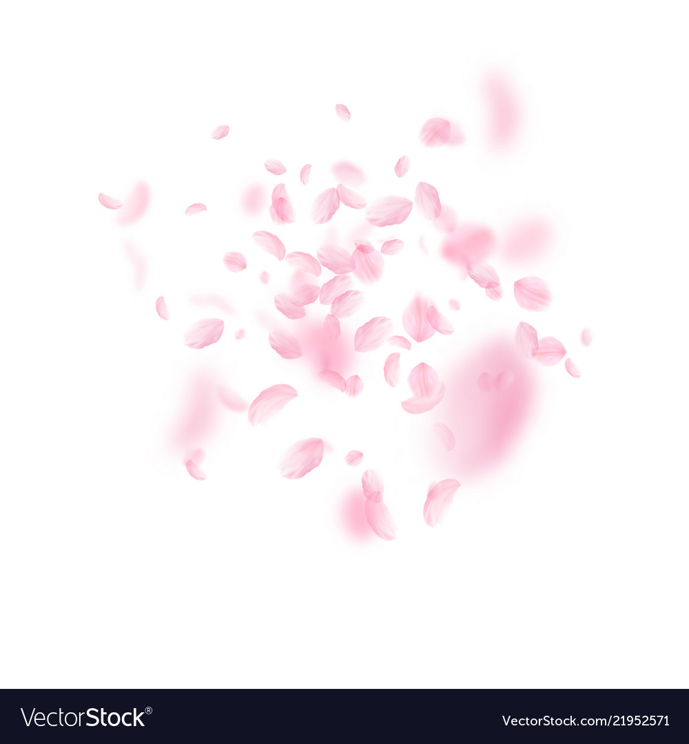 Sakura petals falling down Royalty Free Vector Image