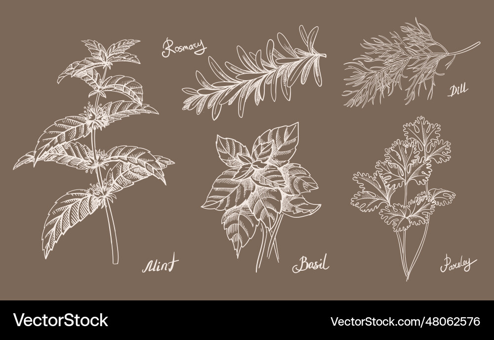 Hand drawn set with herbs and spices white line Vector Image