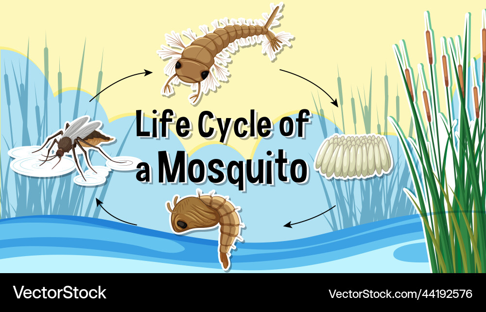 Thumbnail design with life cycle of a mosquito Vector Image