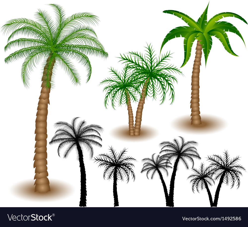 Palm tree set Royalty Free Vector Image - VectorStock