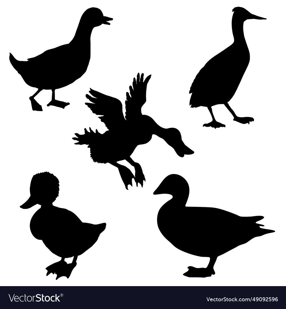 Duck Royalty Free Vector Image - VectorStock