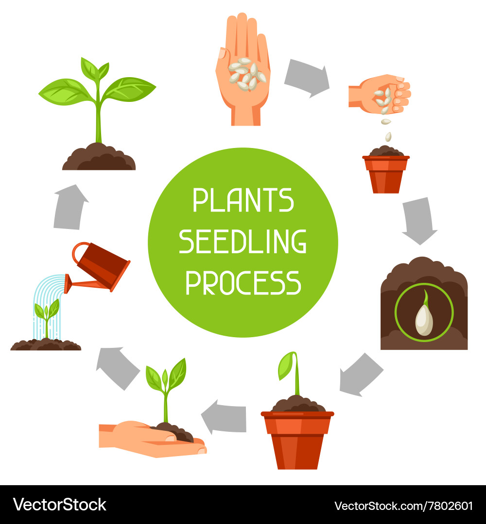 Seedling infographics with phases plant growth Vector Image