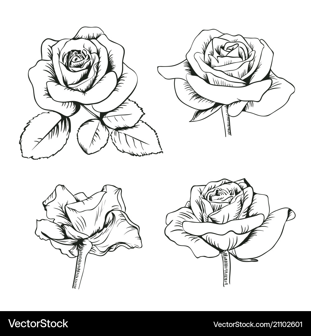 Set collection enfraved roses with leaves Vector Image