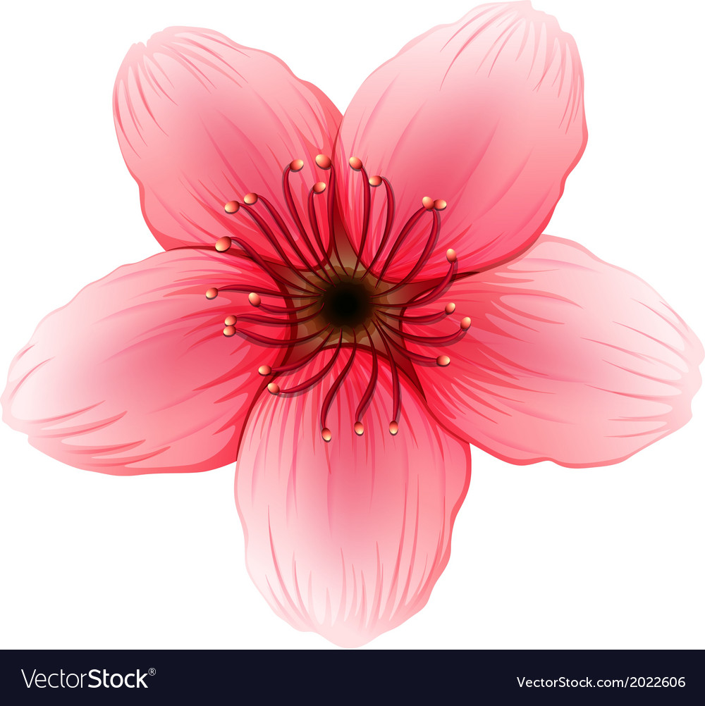 A Pink Five petal Flower Royalty Free Vector Image