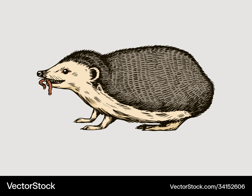 Hedgehog or spiny forest animal with a worm Vector Image
