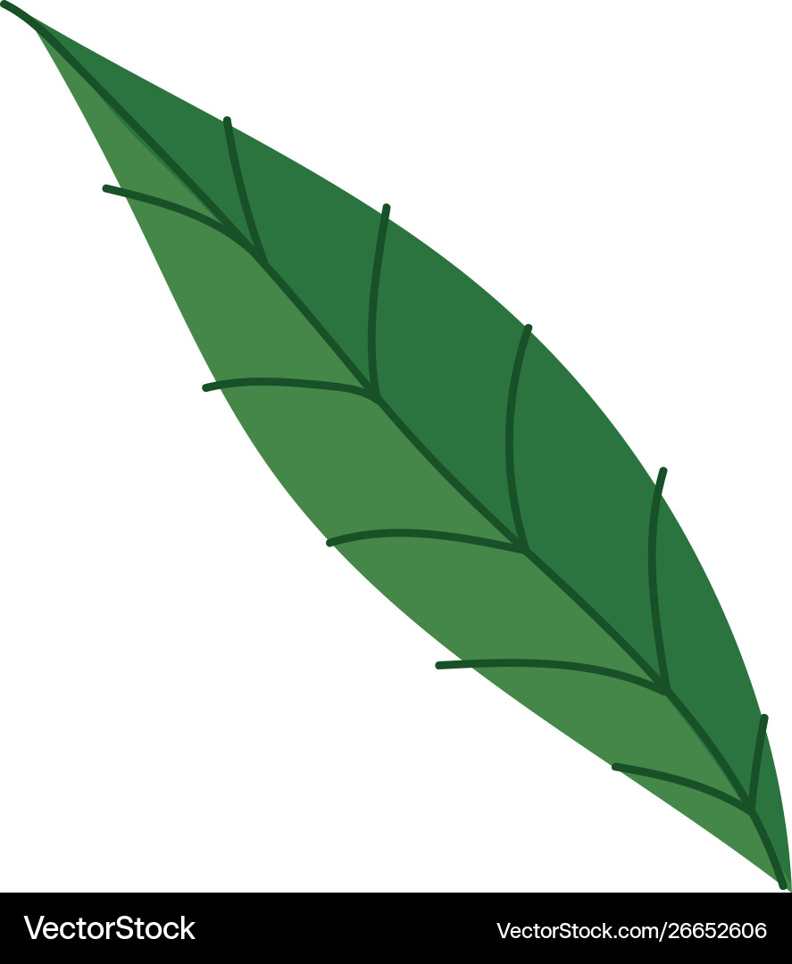 Isolated leaf design Royalty Free Vector Image