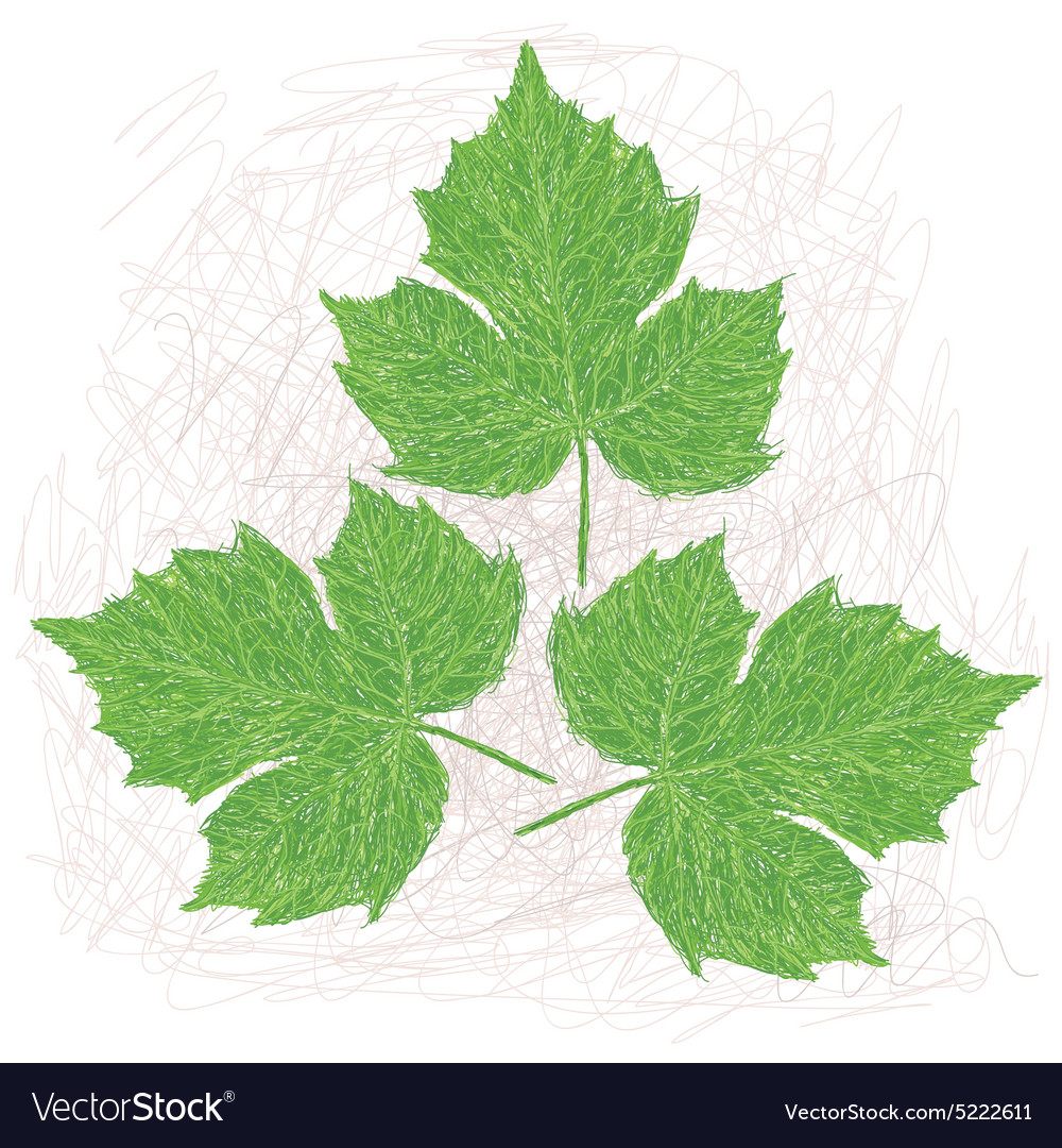 Chaya Leaves Royalty Free Vector Image Vectorstock