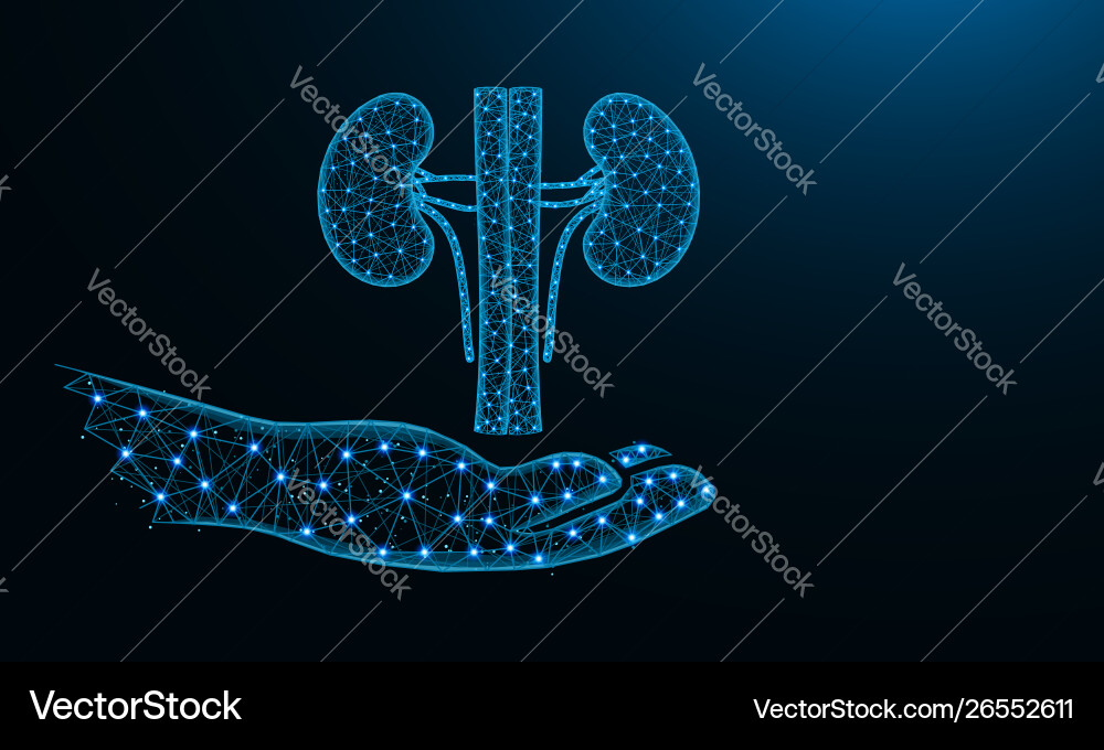 Hand and kidneys low poly design human organ Vector Image