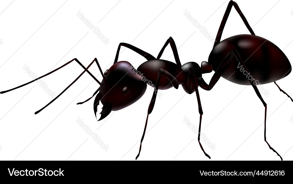 Close up view of a ant Royalty Free Vector Image